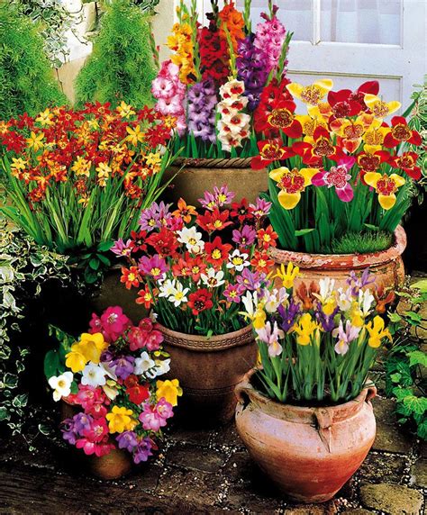 100 Summer Flowering Bulbs Summer Flowering Bulbs Bulb Flowers