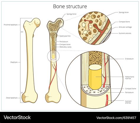Human Bone Structure Diagram