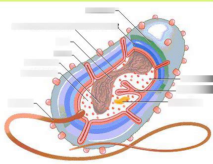 Estructura Bacteria Diagram Quizlet