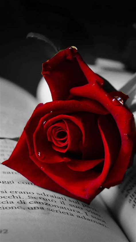 Red Rose Flower Hd Wallpaper For Mobile Best Flower Site