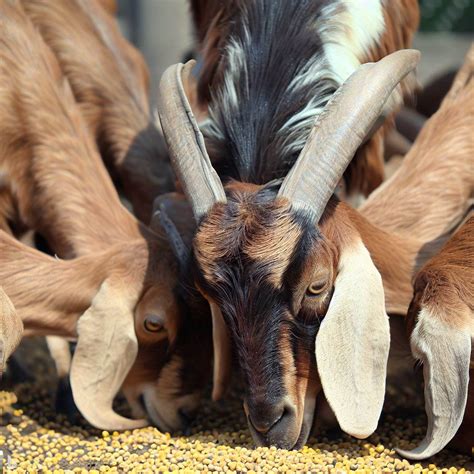 Jamunapari Goats The Key To Sustainable Farming Success