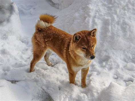 Perro Shiba Inu características comportamiento y todo lo que debes saber