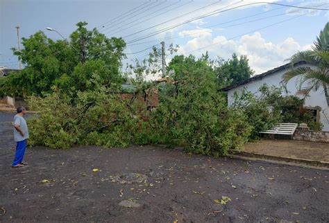 Temporal rajadas de vento causa queda de árvores e destelhamentos