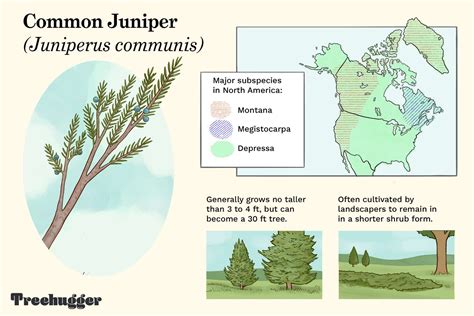 Juniper Tree Types