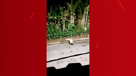 Vídeo Pitbull ataca pedestres em Mar de Espanha Zona da Mata G1