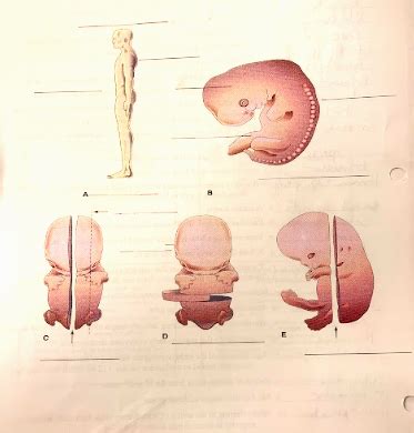 Embryology Diagram Diagram Quizlet