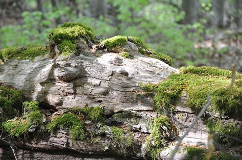 Fotos Gratis Rbol Bosque Rock Desierto Planta Madera Flor El