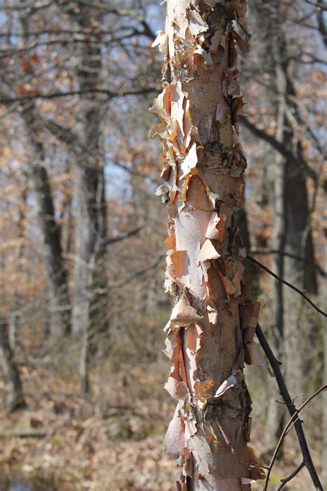 River Birch Tree Facts Growing River Birch Trees In The Landscape