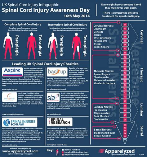 Spinal Cord Injury Levels Chart