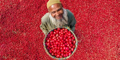COP27 La cumbre del clima en Egipto y la alimentación Red de