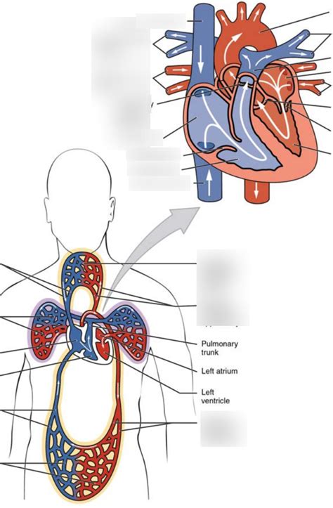 Mod Ch Heart Path Of Cardiovascular Circulatory System
