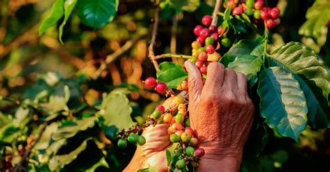 Café Orgânico no Brasil Saboreando a Essência Sustentável da Terra