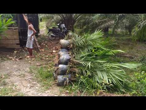 Bibit Kelapa Sawit PPKS Medan Jenis SMB Simalungun YouTube