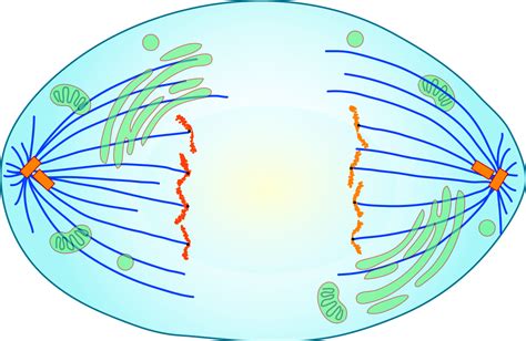 7 3 Fase Mitótica Mitosis y Citocinesis LibreTexts Español