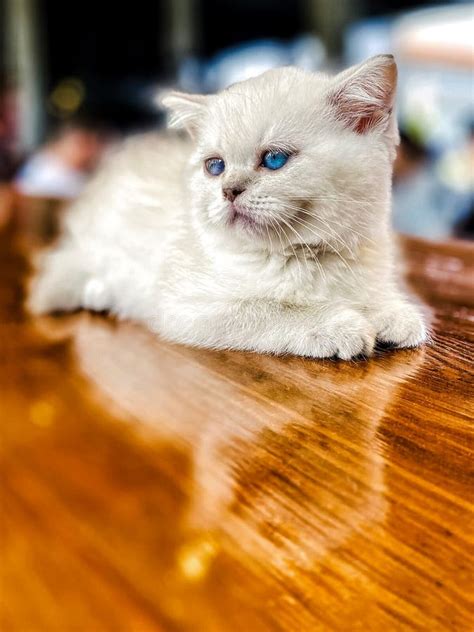 Un Gatito Blanco Con Ojos Azules Foto De Archivo Imagen De Mullido