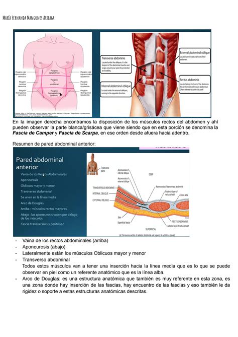 SOLUTION Anatom A P Lvica Pelvic Anatomy Studypool