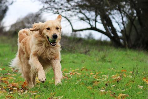 ℹ Las mejores razas de perros para niños