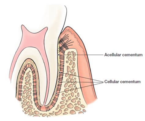 Ch 2 Microscopic Anatomy Of The Periodontium Sec 3 Flashcards Quizlet