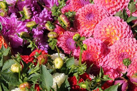Dahlior Blomma Knopp Gratis foto på Pixabay Pixabay