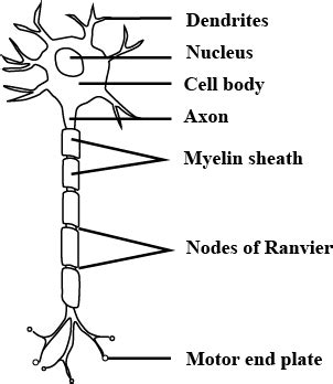 Draw A Labelled Diagram Of A Neuron With A Myelin Sheath