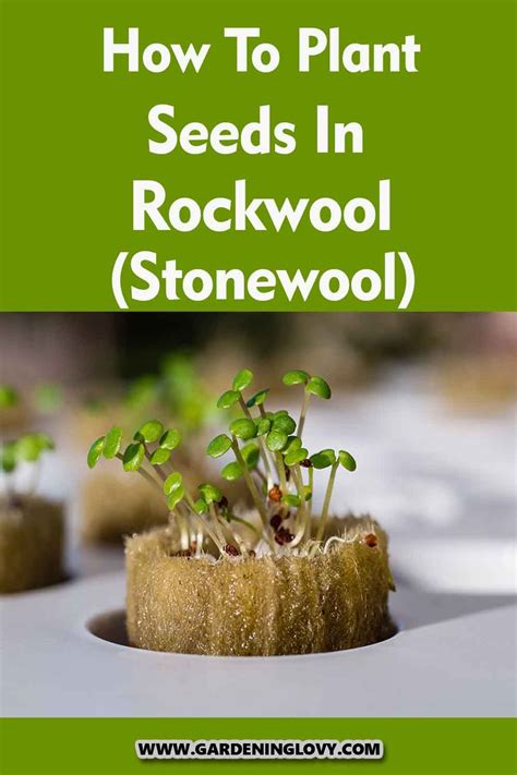 How To Germinate Seeds For Hydroponics With Rockwool Artofit