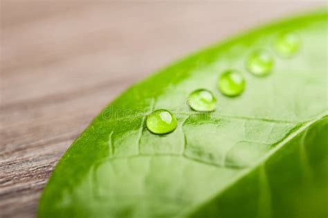 Green Leaf With Water Drops On It Stock Image Image Of Nature Lush