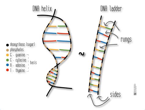 Dna Ladder Labeled