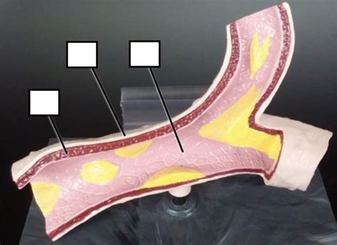 Week Two Blood Vessel Diagram Quizlet