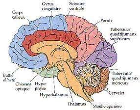 Cours N Radionique Le Cerveau Humain Gu Risseur Magn Tiseur