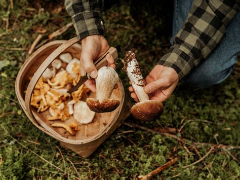 Come Raccogliere I Funghi Le Regole Di Raccolta Nazionali E Regionali