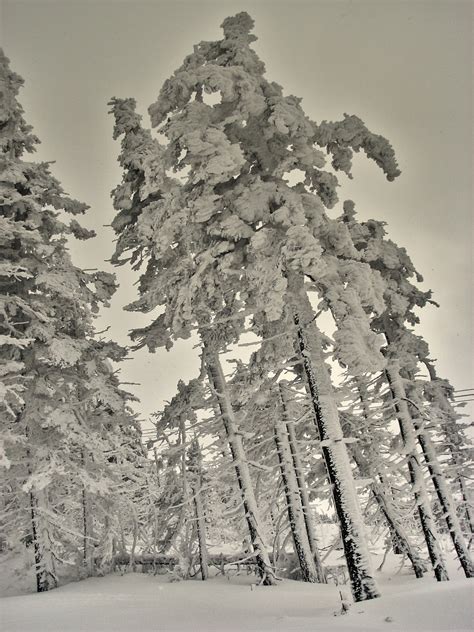 Kostenlose Foto Landschaft Baum Natur Wald Ast Schnee Kalt