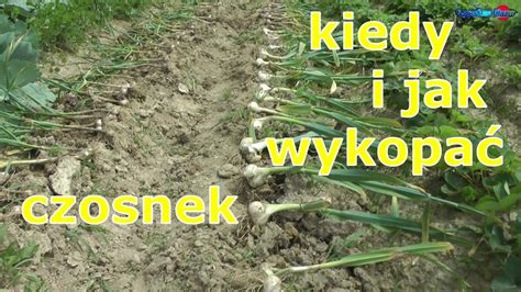pora kopania czosnku słoniowego zimowego Harnasia i wysianego z nasion
