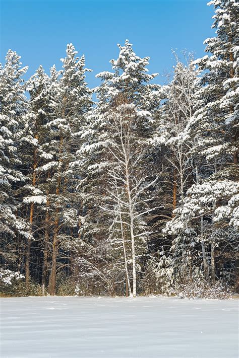 Rboles Naturaleza Invierno Foto Gratis En Pixabay Pixabay
