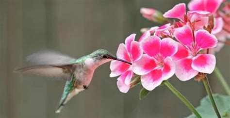Qué tenés que tener en tu jardín para atraer colibríes 4 flores