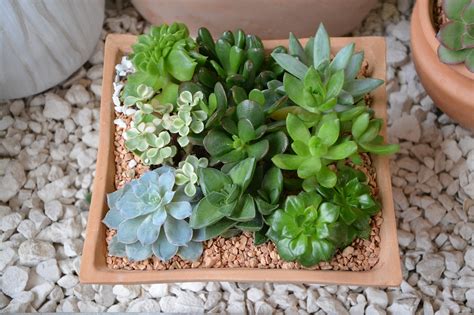 Claves para combinar varias plantas en una maceta con éxito