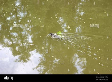 Otter Muskrat Swimming In Water With Green Leaf Stock Photo Alamy