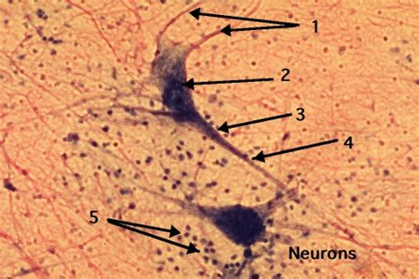 Neuron Structure Short Web Anatomy