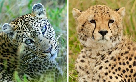 Der Gepard Infos Zur Raubkatze Im Tierlexikon GEOLINO
