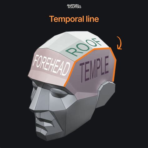 Anatomy For Sculptors On Twitter The Temporal Line Is A Bony