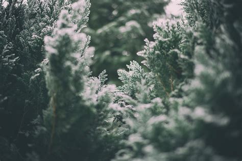 200 000 darmowych obrazów z kategorii Las Zimą i Las Pixabay