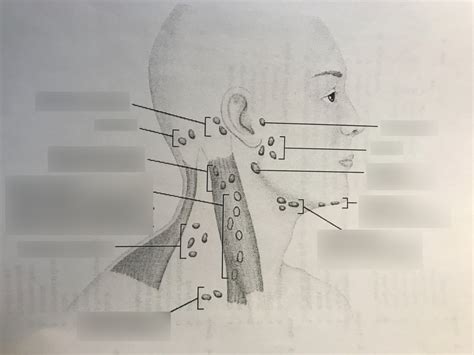 Lymph Nodes Diagram Quizlet