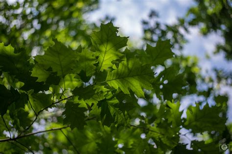 Mẫu nền Green background quality mới nhất và chất lượng nhất