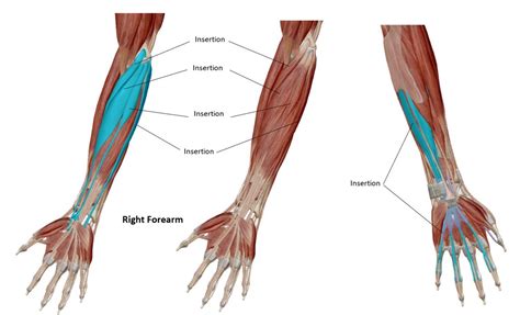 Diagram Of Anterior Forearm Muscles Origins And Insertions Quizlet