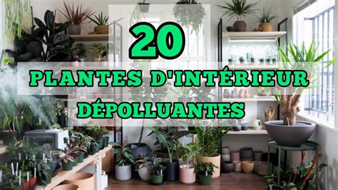 Purifiez Votre Air avec des Plantes dIntérieur PlanteConseil
