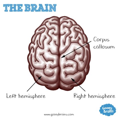 Left And Right Cerebral Hemispheres Corpus Callosum