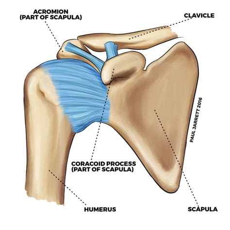 Mr Paul Jarrett Shoulder Anatomy Murdoch Orthopaedic Clinic