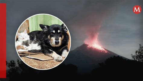 Consejos para proteger a tus mascotas de la ceniza volcánica Grupo Milenio