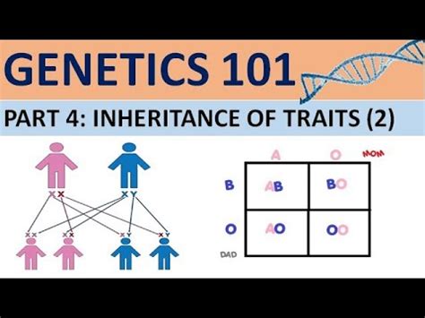 Genetics Part Abo Blood Groups Sex Linked Traits Cxc