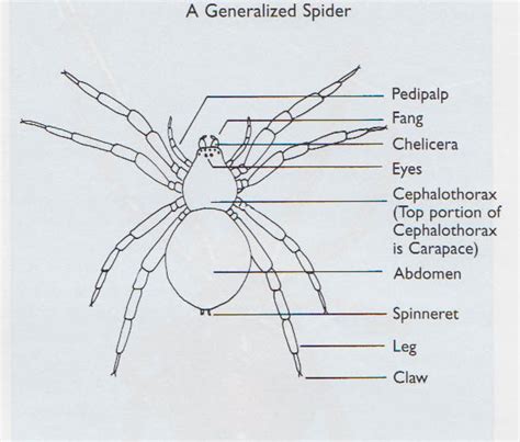 Parts Of An Arachnid