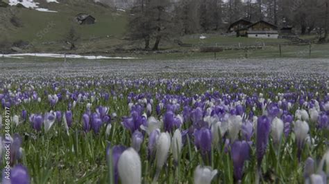 Vidéo Stock Krokus Krokusse Blume Blumen Blüte Blütenmeer